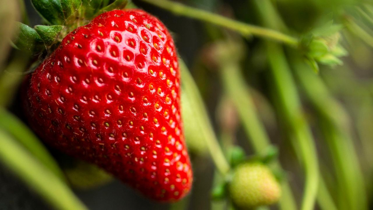 Strawberry Licensing Program - Office of Research